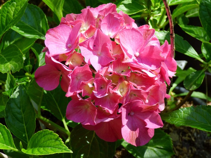Hydrangea macrophylla 'Alpenglühen' :: Associazione Vivaio - Castel San ...