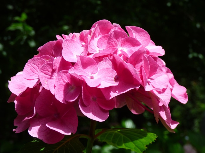 Hydrangea macrophylla 'Berlin' :: Associazione Vivaio - Castel San Pietro
