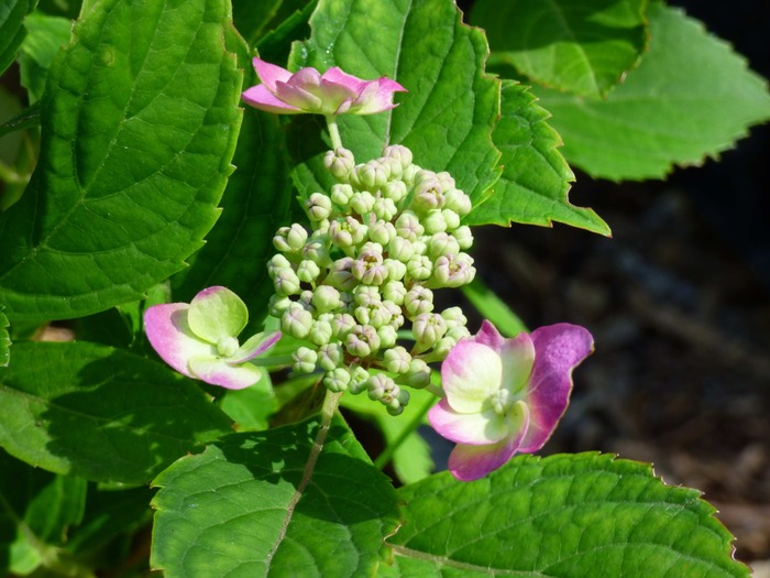 Hydrangea macrophylla 'Cotton Candy' :: Associazione Vivaio - Castel ...