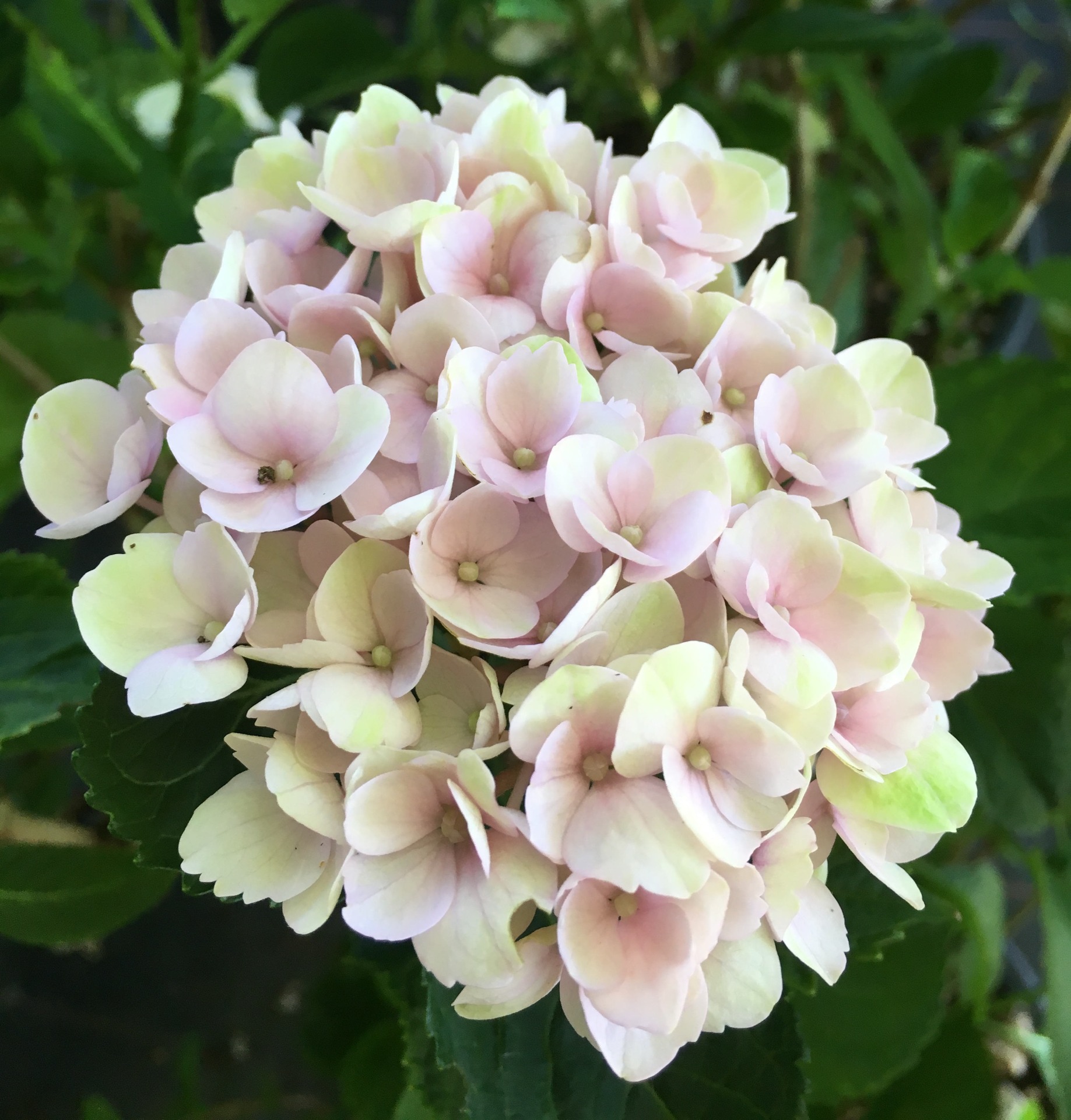 Hydrangea macrophylla 'Hokomarevo' (MAGICAL REVOLUTION) :: Associazione ...
