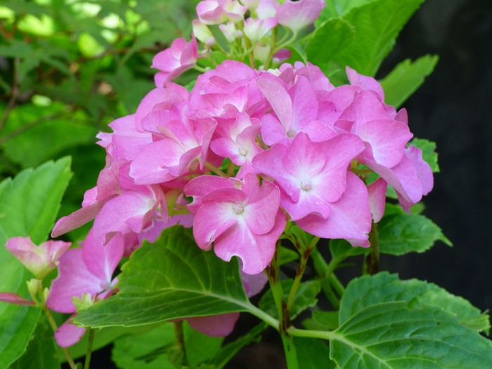 Hydrangea macrophylla 'Hopaline' (HOVARIA) :: Associazione Vivaio ...