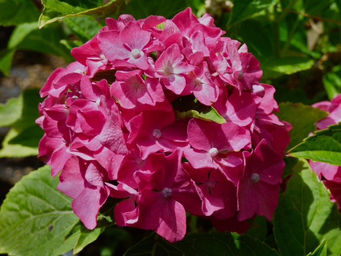 Hydrangea macrophylla 'Pia' :: Associazione Vivaio - Castel San Pietro
