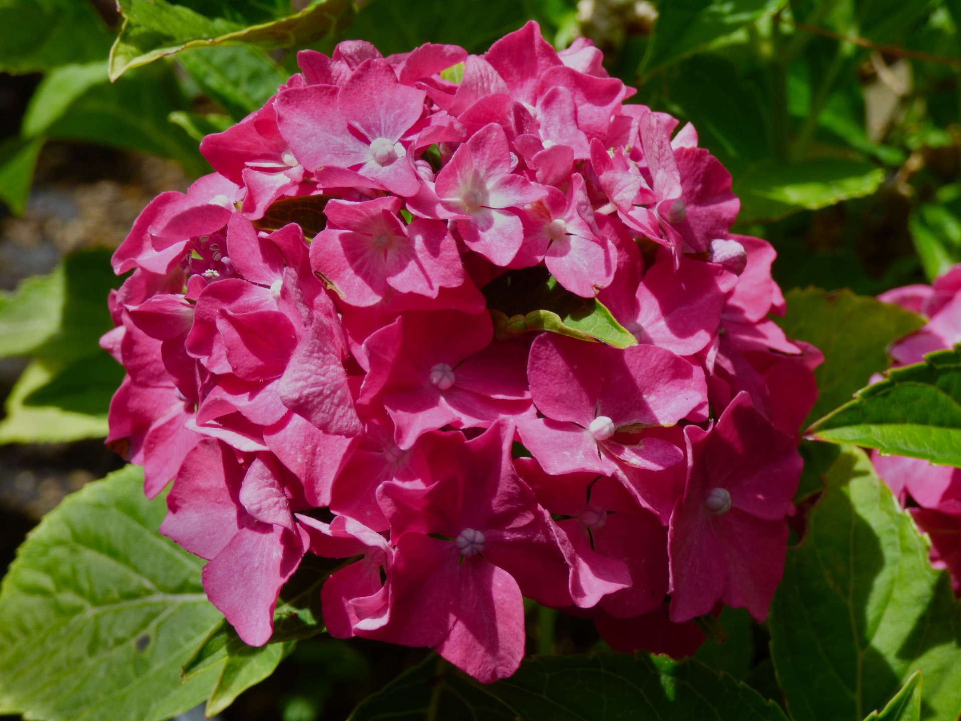 Hydrangea macrophylla 'Pia' :: Associazione Vivaio - Castel San Pietro