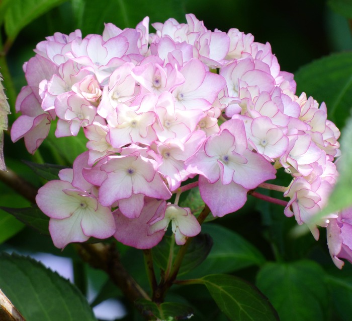 Hydrangea macrophylla 'Sabrina' (DUTCH LADIES) :: Associazione Vivaio ...