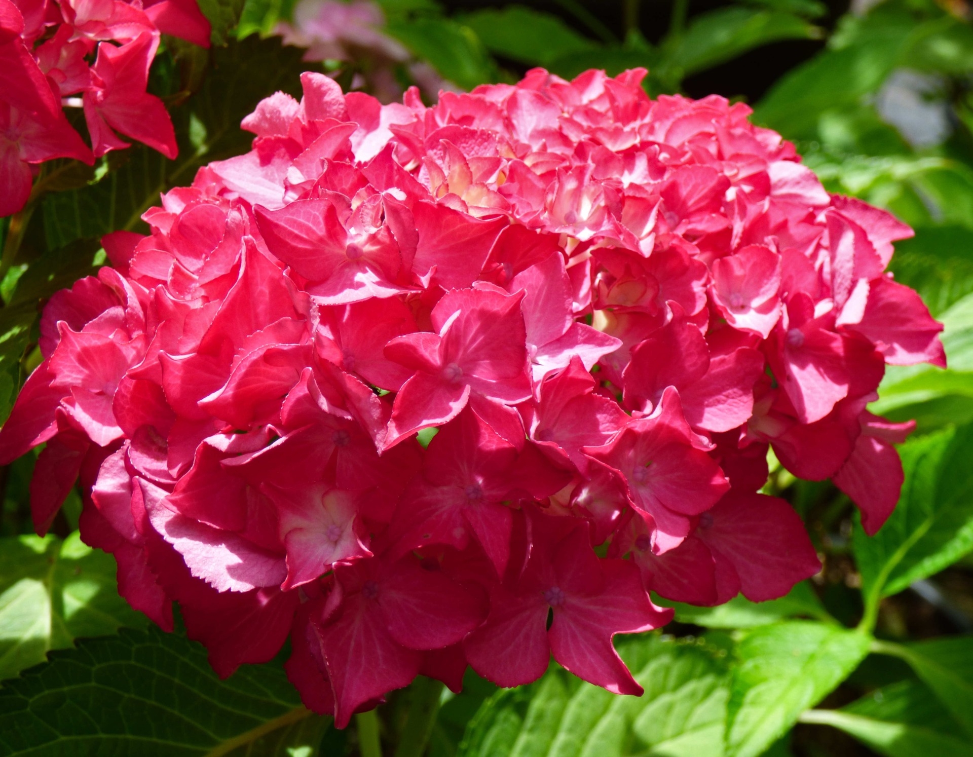 Hydrangea macrophylla 'Selina' (DUTCH LADIES) :: Associazione Vivaio ...