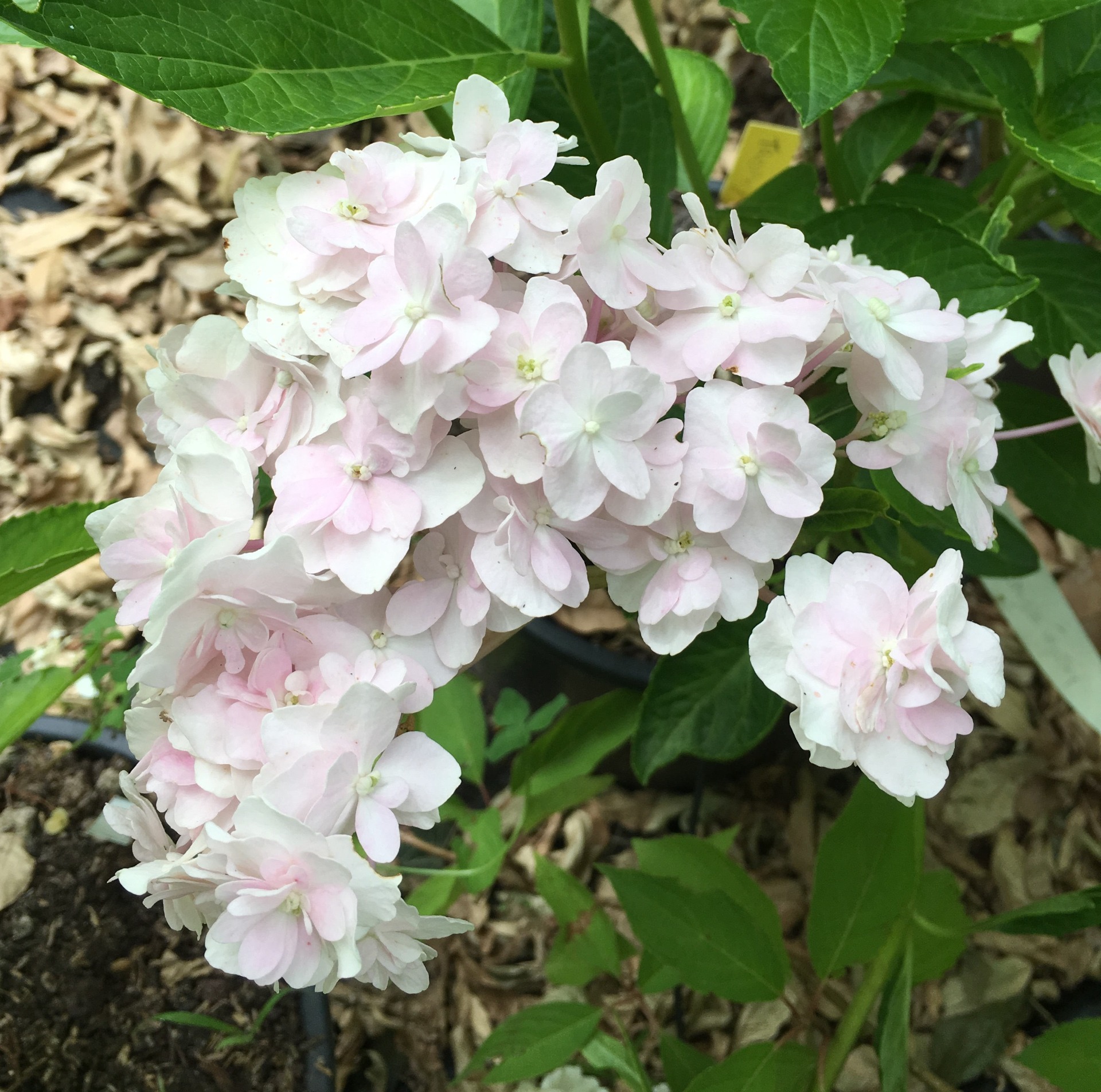 Hydrangea macrophylla 'Trophy' :: Associazione Vivaio - Castel San Pietro